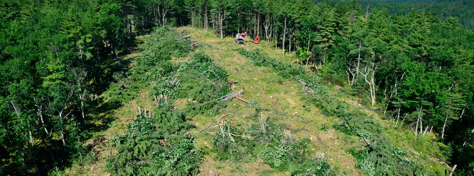 Links - D. H. Hardwick