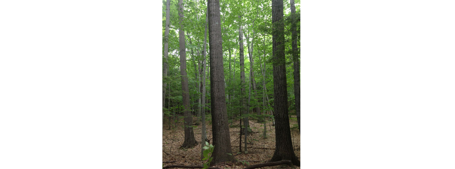 Links - D. H. Hardwick